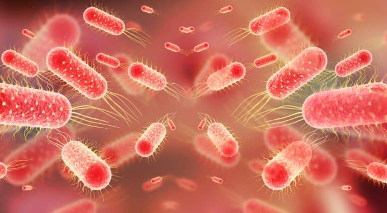 Vivotif : le vaccin oral contre la typhoïde, une solution pratique ...